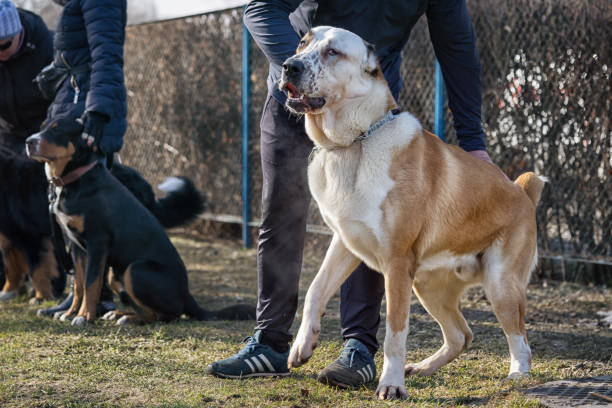 Fun, Social Group Training for Dogs & Puppies | Superior Dog Training